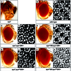 eya*GR constructs restore eye development and viability in eya mutants.