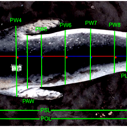 Photogrammetric measurements.