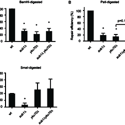 SUB1 is required for repair of dsDNA breaks in plasmid DNA.
