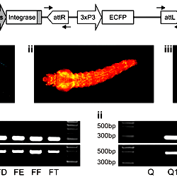 Confirmation of phase 2 site-directed transgene integration.