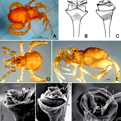 Light from dark: A relictual troglobite reveals a broader ancestral ...