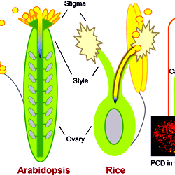 Ca2+ channels in pollen tubes and pistils in Arabidopsis and rice.