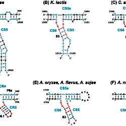 Conservation of the three-way junction.