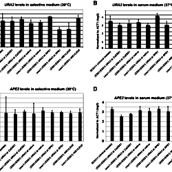 URA3 and APE2 mRNA expression levels are not significantly altered in ...