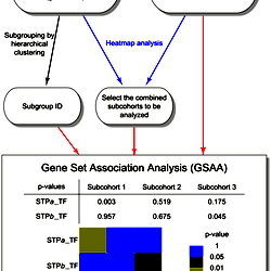 Flow chart for running a supervised GSAA in a selected cohort.