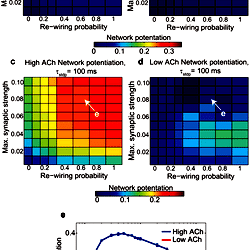 Effects of the modulation of the STDP window,