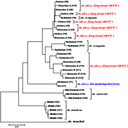 Neighbor-Joining (NJ) trees of An. nili s.l. ND4 haplotypes from Cameroon.
