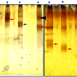Silver staining of purified matrix proteins.