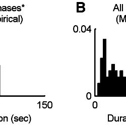 Phase length distributions.