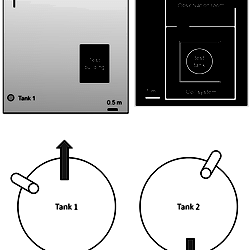Schematic drawing of the test building and training tanks.