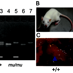 PCR-RFLP assay for genotyping SD-rnu rats.