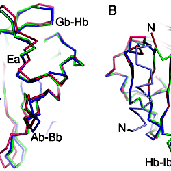 Cα representation of PAS domains from three different channels.