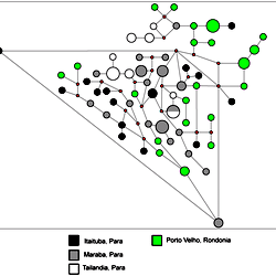 Network diagram of Brazilian data from the late 1990s.