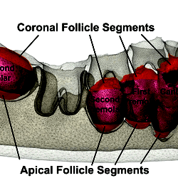 Diagram illustrating coronal and apical follicle segments of right ...