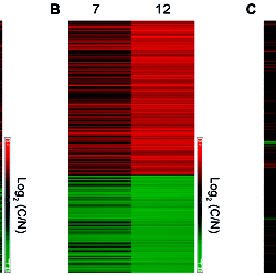 Heatmap of Mouse ID7 and Mouse ID12.