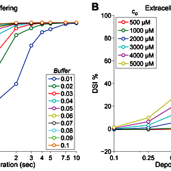 Calcium buffering and extracellular calcium.
