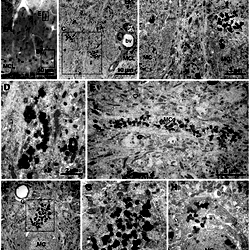 Identification and confirmation of the large 3-NT-labeled puncta ...