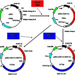 Schematic drawing of construction of DNA plasmids. DNA plasmids.