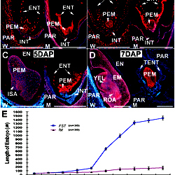 Embryogenesis and endosperm development in the fst mutant.