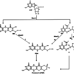 Schematic representation of the possible mechanisms proposed for the ...