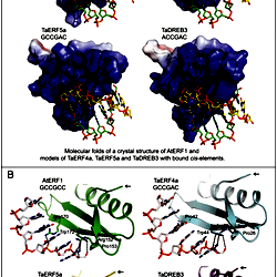 Molecular models of AP2 domains in complex with cis-elements.