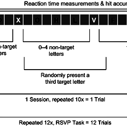 Experimental paradigm for the modified RSVP task.