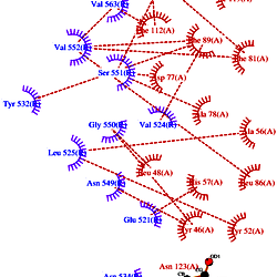 LigPlot diagram of all G3 (red) - HER2 (blue) residue interactions in ...