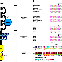 Location and conservation of FGFR2 mutations. A) Schematic model of ...