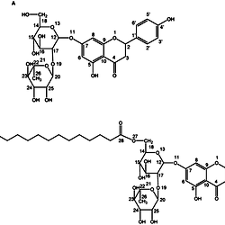 Chemical structure of naringin and naringin palmitate.
