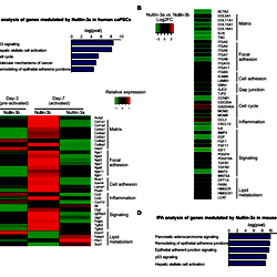 p53 transcriptionally regulates the PSC activation network.