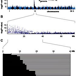 Mapping of SD2 in Labrador Retrievers.