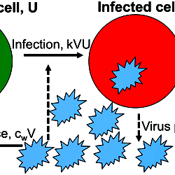 Flow diagram for the within-host model.