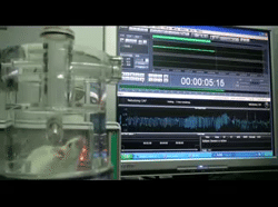 Detection of Mouse Cough Based on Sound Monitoring and Respiratory ...