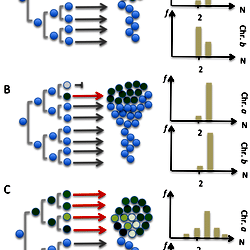 Models of genome diversity.
