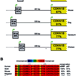 Comparison of the CDKN1B gene among species.