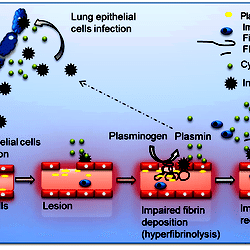 Schematic overview of the proposed model for Plasminogen-mediated ...