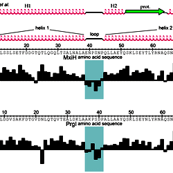 Identification of secondary structure elements.