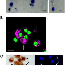 Confirmation of enucleated cells.