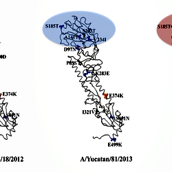 Schematic representation of the HA molecule of the A(H1N1)pdm09 virus.