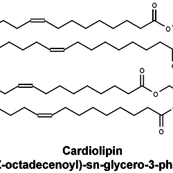 Structure of Cardiolipin.