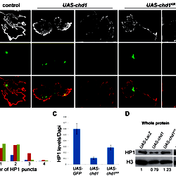 HP1a protein levels are reduced and its localization pattern is altered ...