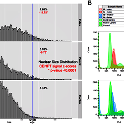 Cell size distribution.