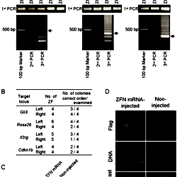 The construction and expression of ZFNs.