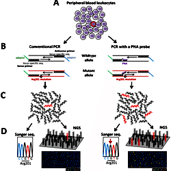 Schematic diagramas showing an overview of mutation detection methods.
