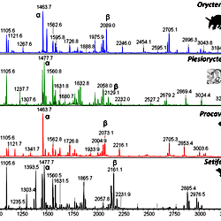 MALDI-ToF-MS spectra of collagen digests from the sub-fossil ‘malagasy ...