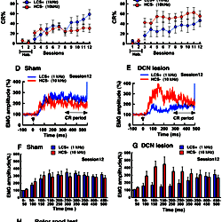 Results in the two-tone discrimination task of eyeblink conditioning ...