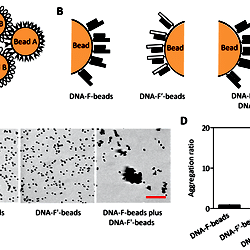 Bead aggregation assay.