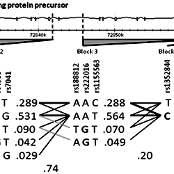 Haplotype distribution within GC gene according to Tag-SNPs selected by ...