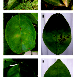 Symptoms of citrus greasy spot.