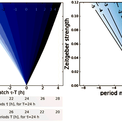 Phases of entrainment within the entrainment regions.